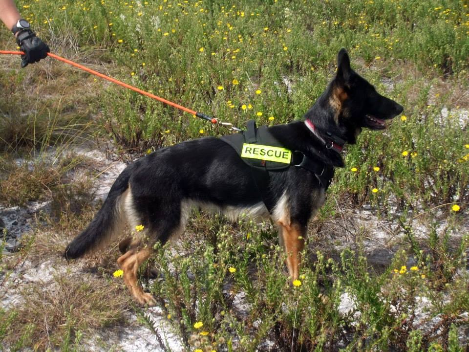 K-9 SAR – Bay County Search and Rescue (BCSO-SAR)